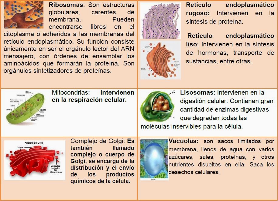 curso multimedia y web 2.0: carcteristic y funciones de los organelos ...