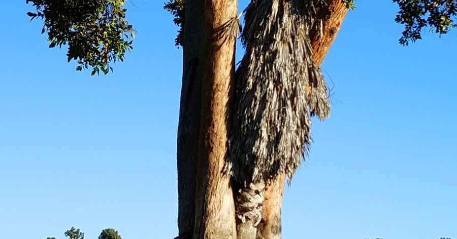 Bonsai-misadventures: Cuttings from epiphytic ficus for bonsai or Ficus ...