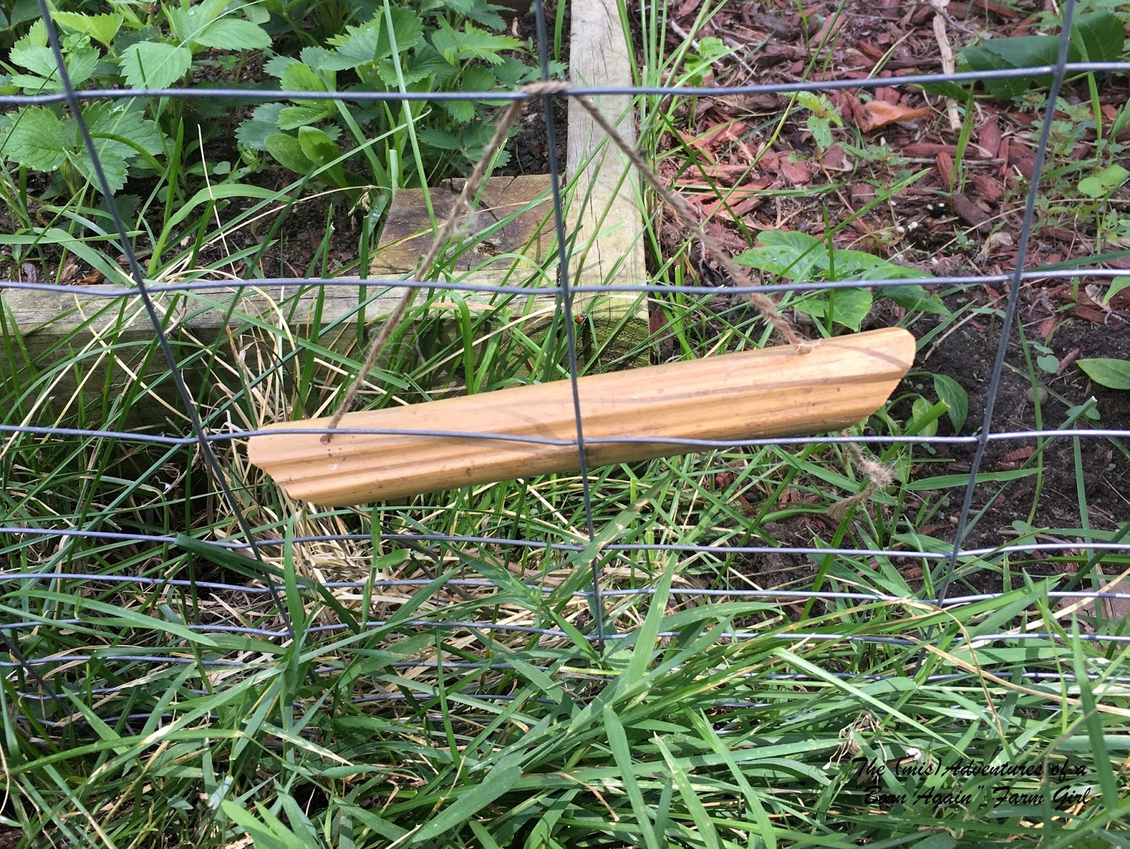 Ladybug Release and Care Tips - The (mis)Adventures of a Homesteadin' Mama