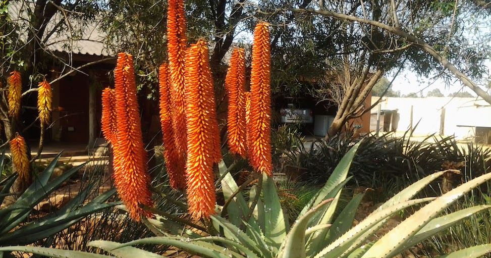 🌿 Tuinmaak in Suid Afrika 🌵: Aloe ferox (Bitter aalwyn)