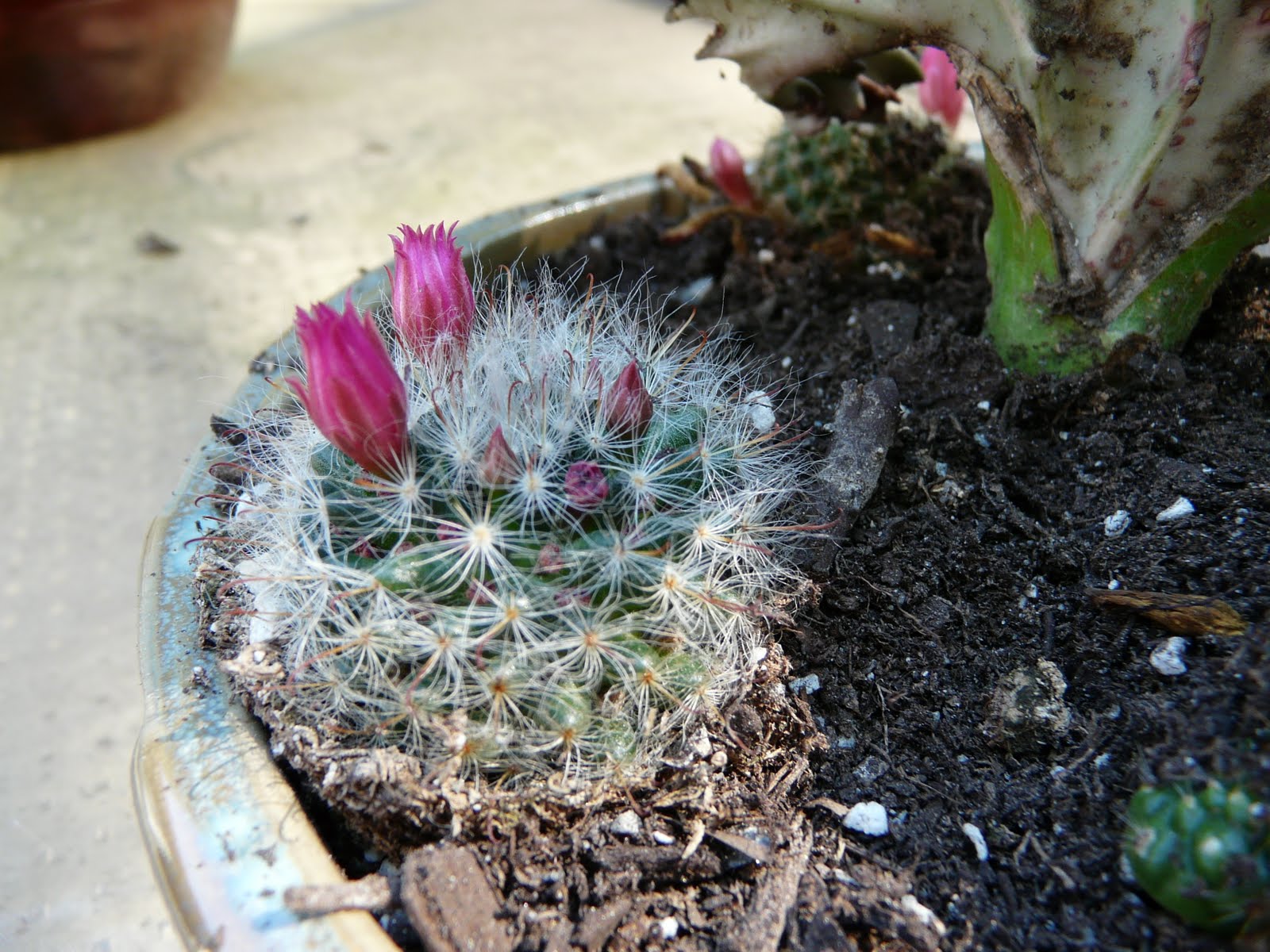 Here's What Let's Do: Cactus Update