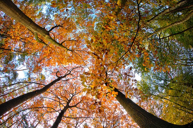 Compositie: LAAG standpunt (kikvors perspectief)