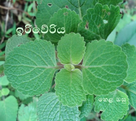 Hela osu: ඉරිවේරිය (Iriweriya)