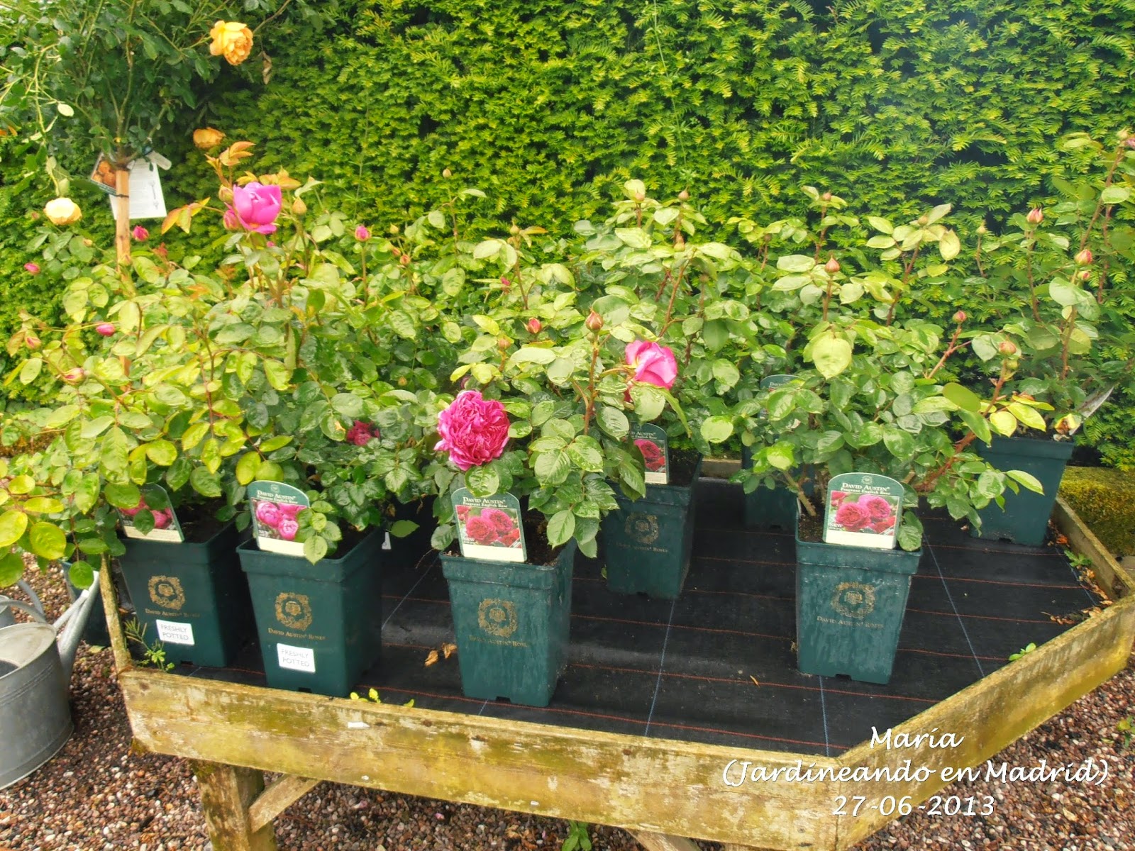 El jardín de la alegría : David Austin Roses Garden en Albrighton ...