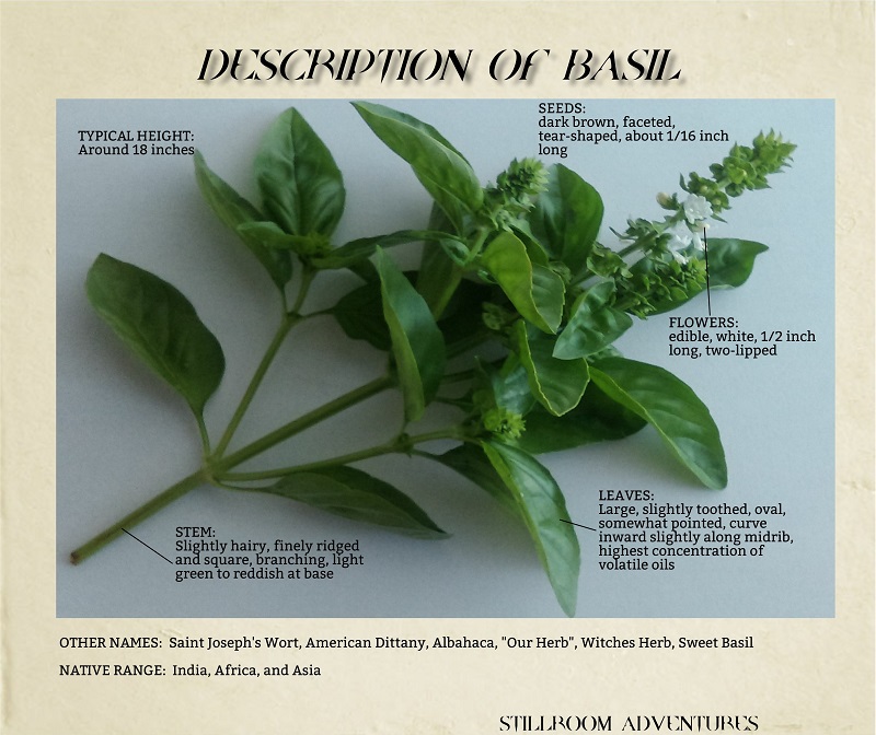 Description of Basil