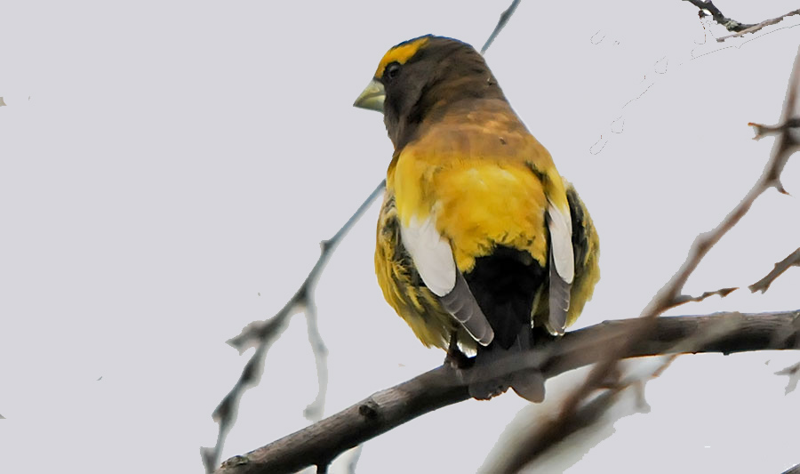 Birding Is Fun!: Nomads of the North