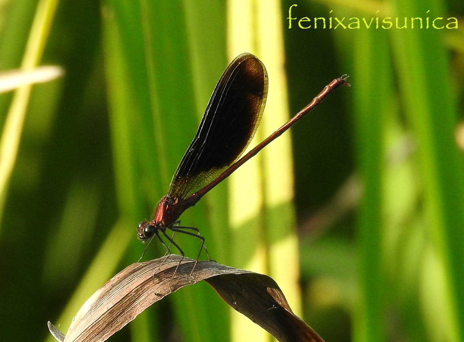 fenixavisunica .: Caballitos del diablo por la senda fluvial