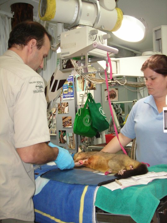 Wildlife Conservation Veterinarian: Menjadi Relawan Dokter Hewan di ...