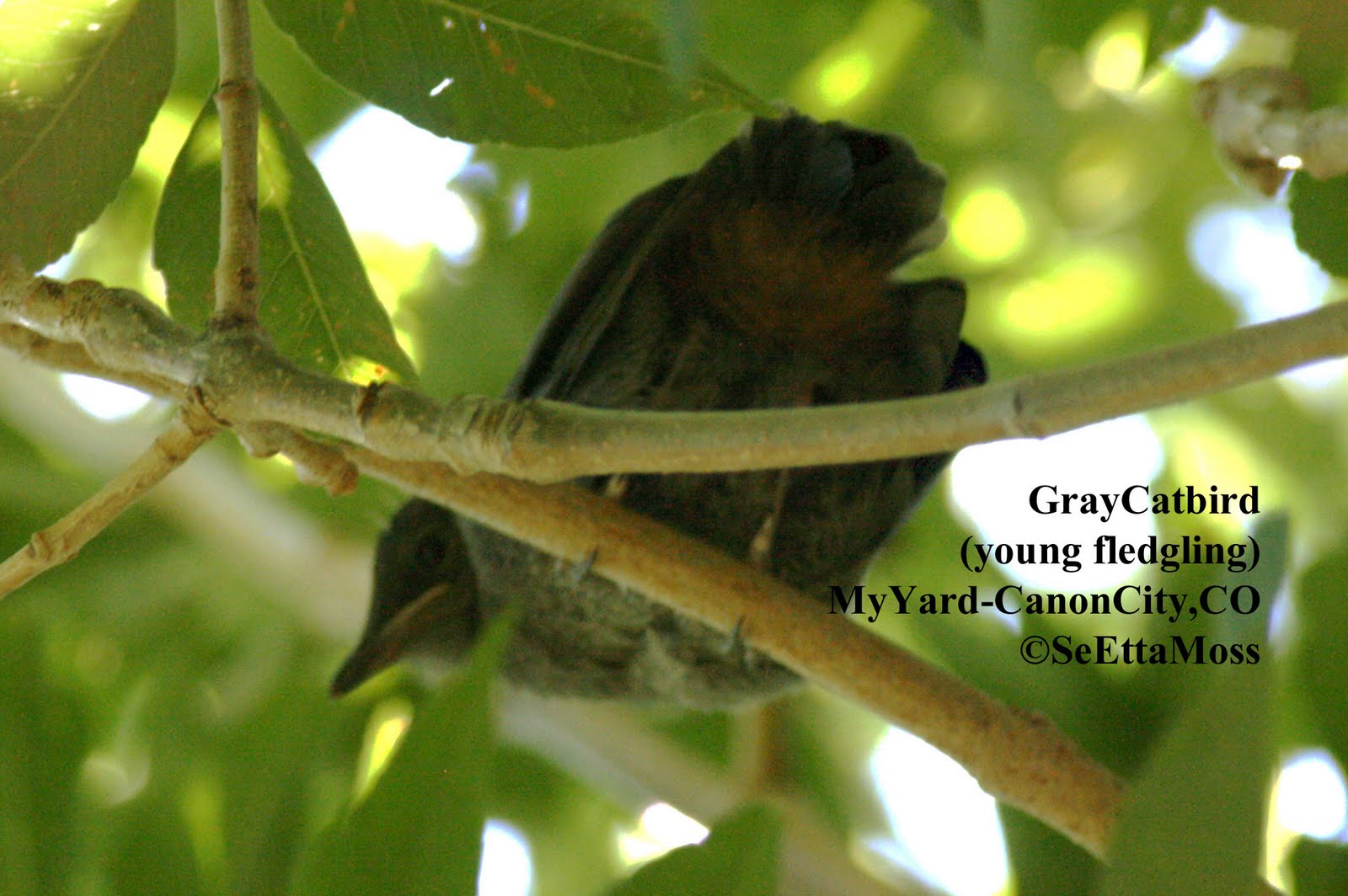 Young Gray Catbird fledgling
