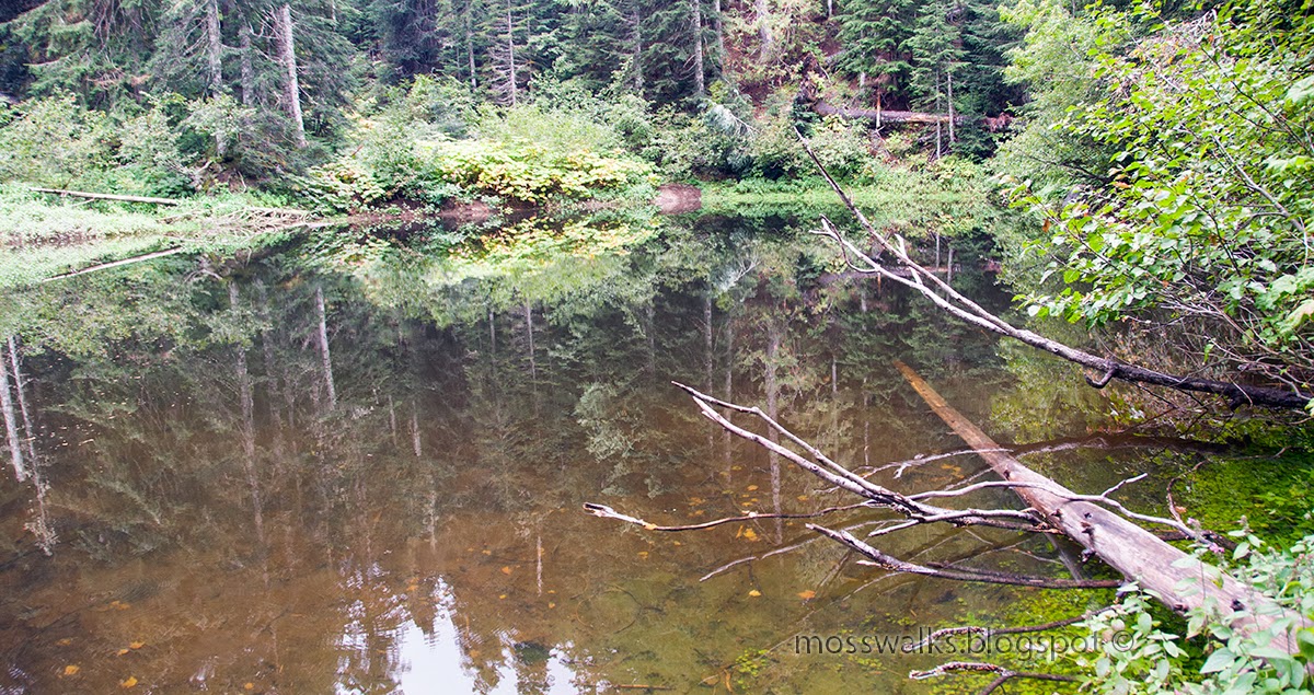 Walks with Moss: Yellow Jacket, Devil Club and Slide Alder Extravaganza!