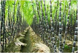 Eyang Tebu: Mengenal Tanaman Tebu