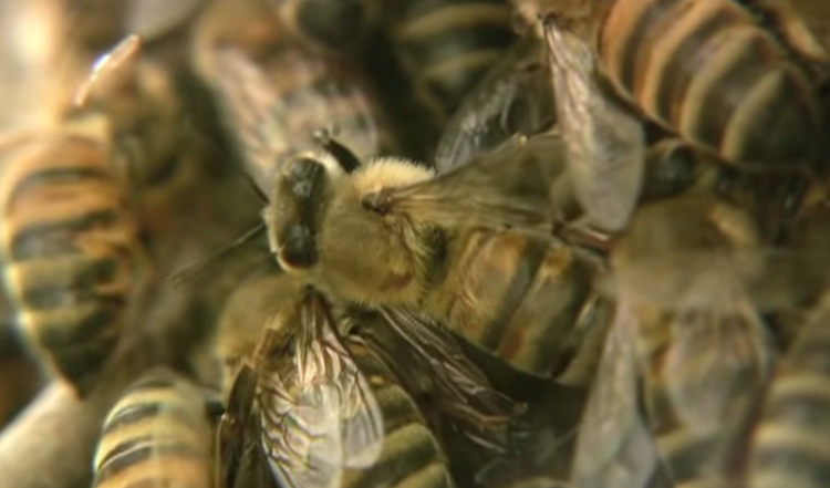 ‘Zombie Bees’ Invade Washington | Greg Lancaster