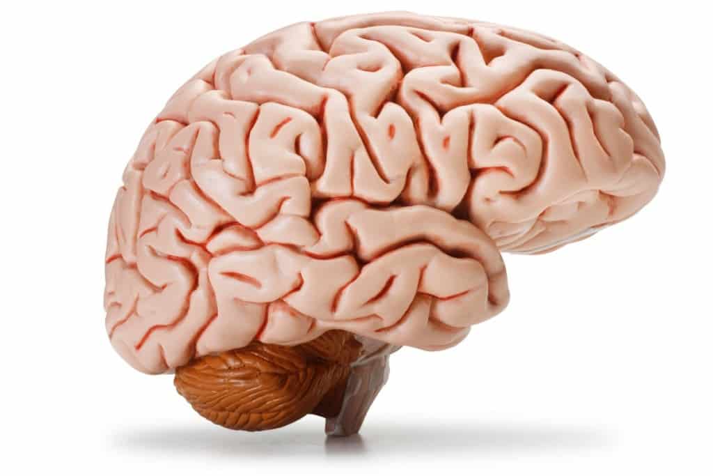 Advance Education Hub: मस्तिष्क की संरचना एवं कार्य(Human brain)