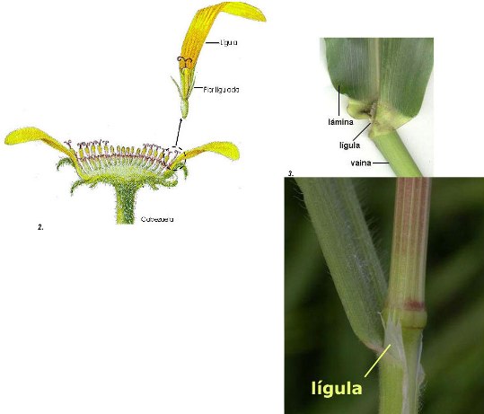 Lígula - Botánica integra
