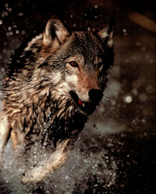 STOP WOLF HUNTS: WISCONSIN WOLVES ~ ACTIONS ~ NEWS