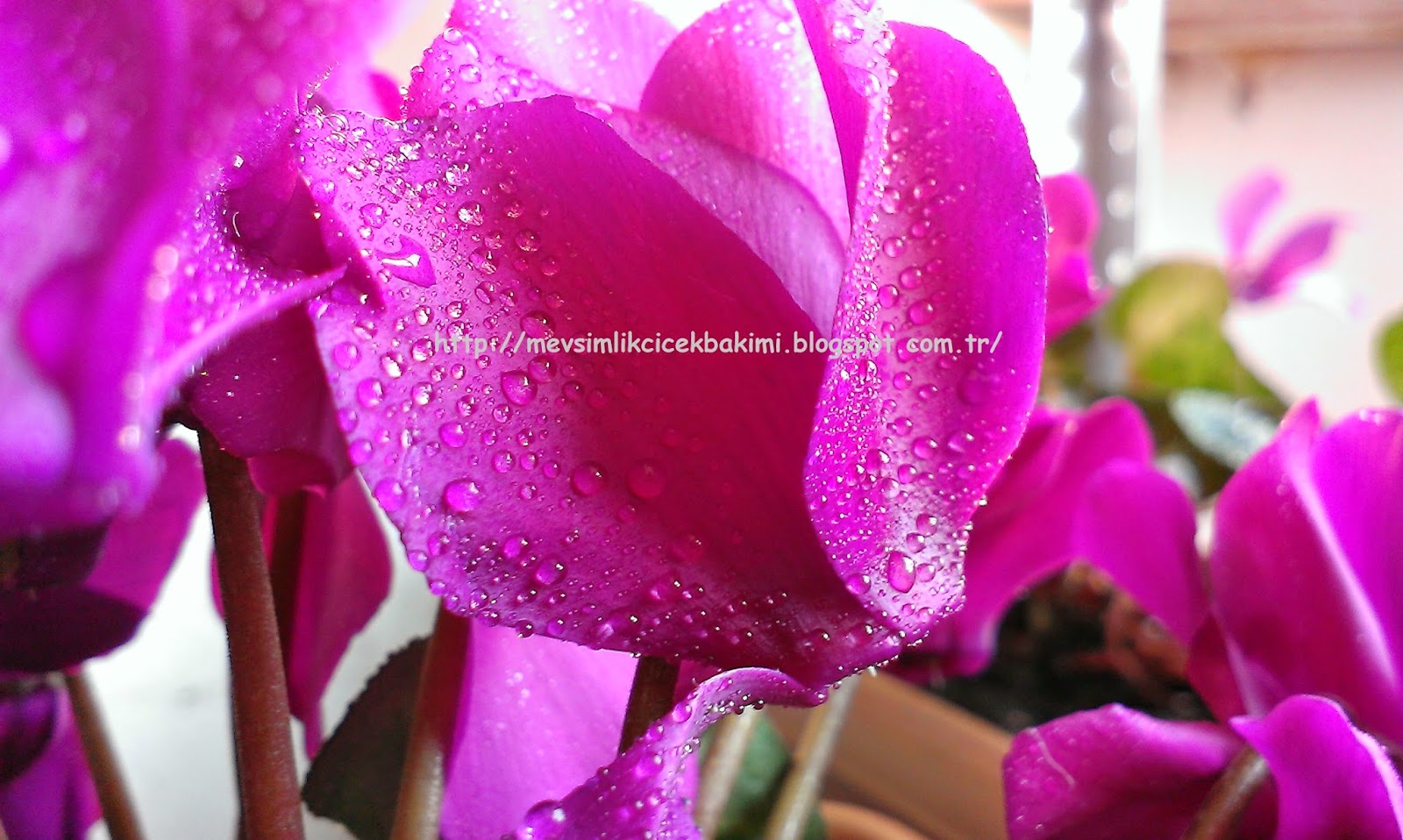 SIKLAMEN (Cyclamen) BAKIMI | Çiçek Bakımı, Çiçek Çeşitleri, Çiçek ...