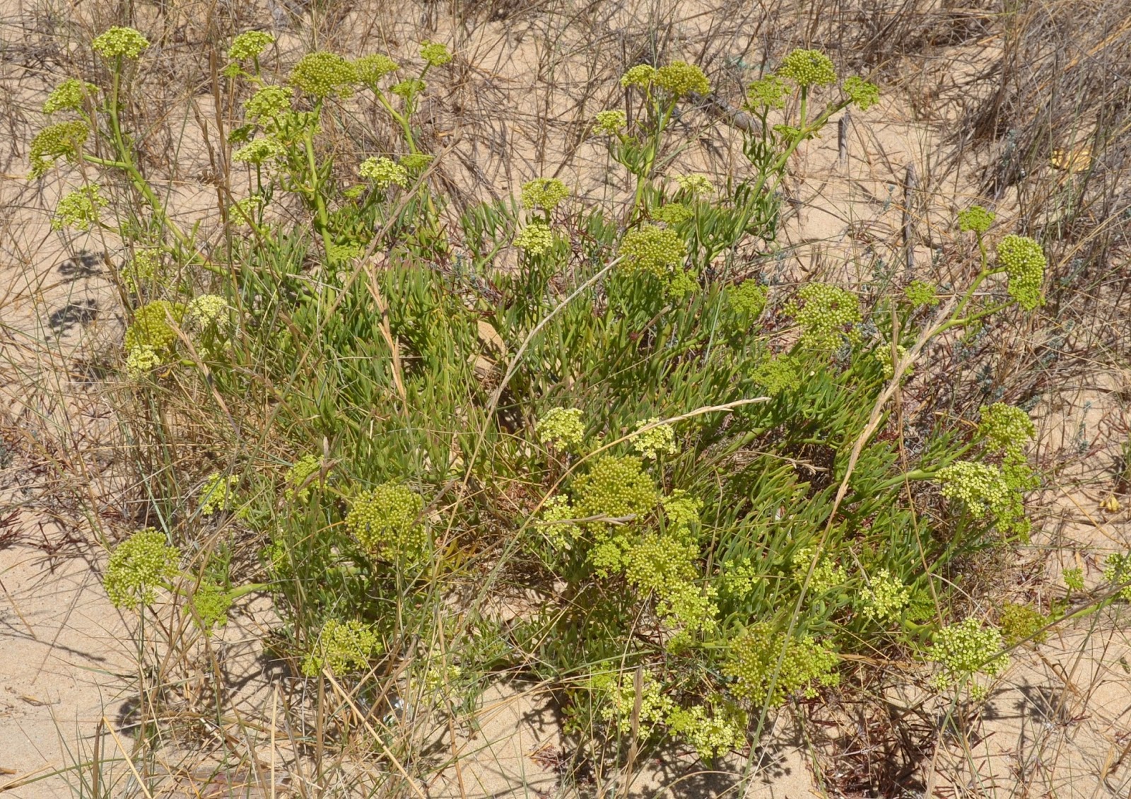 Plantas: Beleza e Diversidade: Flores na praia: Funcho-do-mar (Crithmum ...