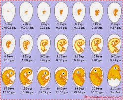 Tahap Perkembangan Embrio dalam Telur | DUNIA PETERNAKAN