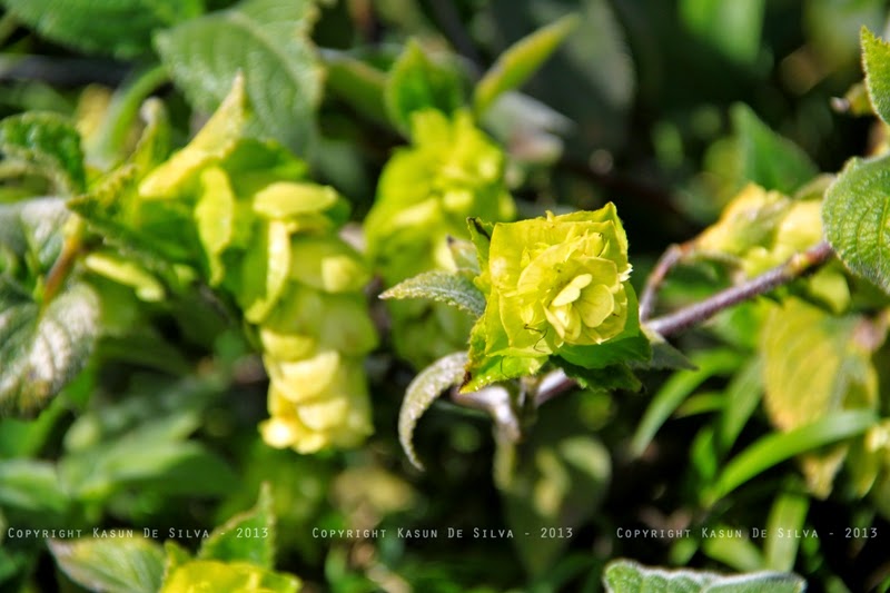 Sri Lankan Travelogue : Mesmerized by Millions of Petals - Nelu Blossom ...