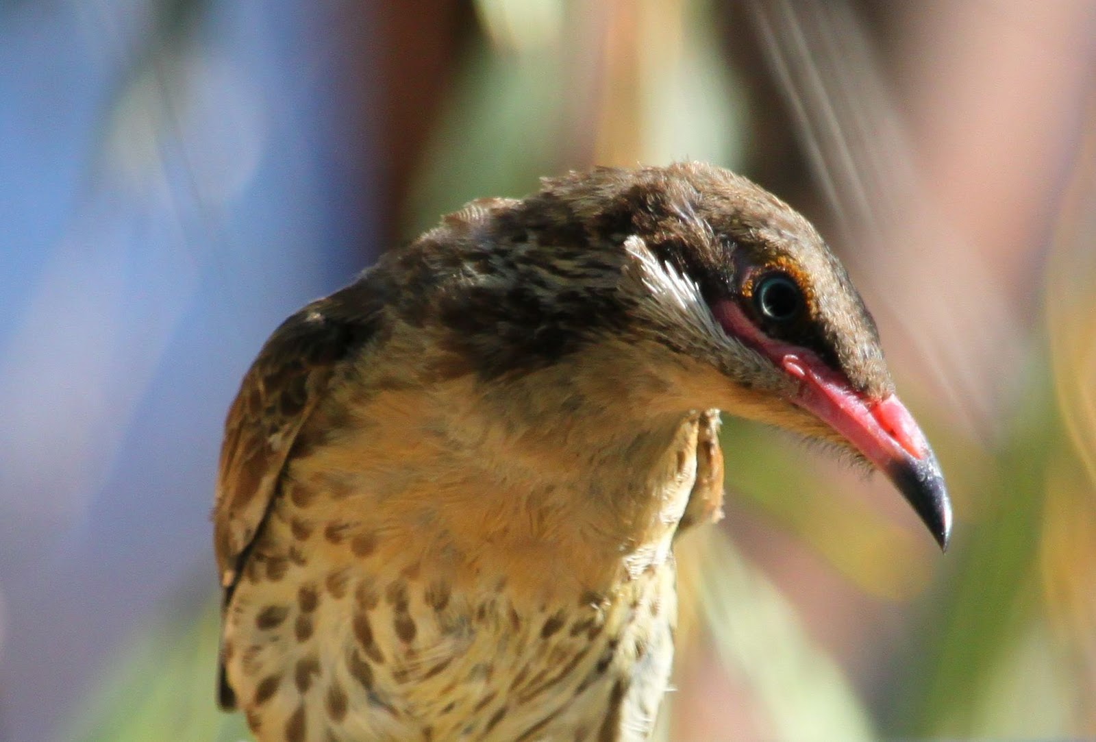 Richard Waring's Birds of Australia: Spiny-cheeked Honeyeater