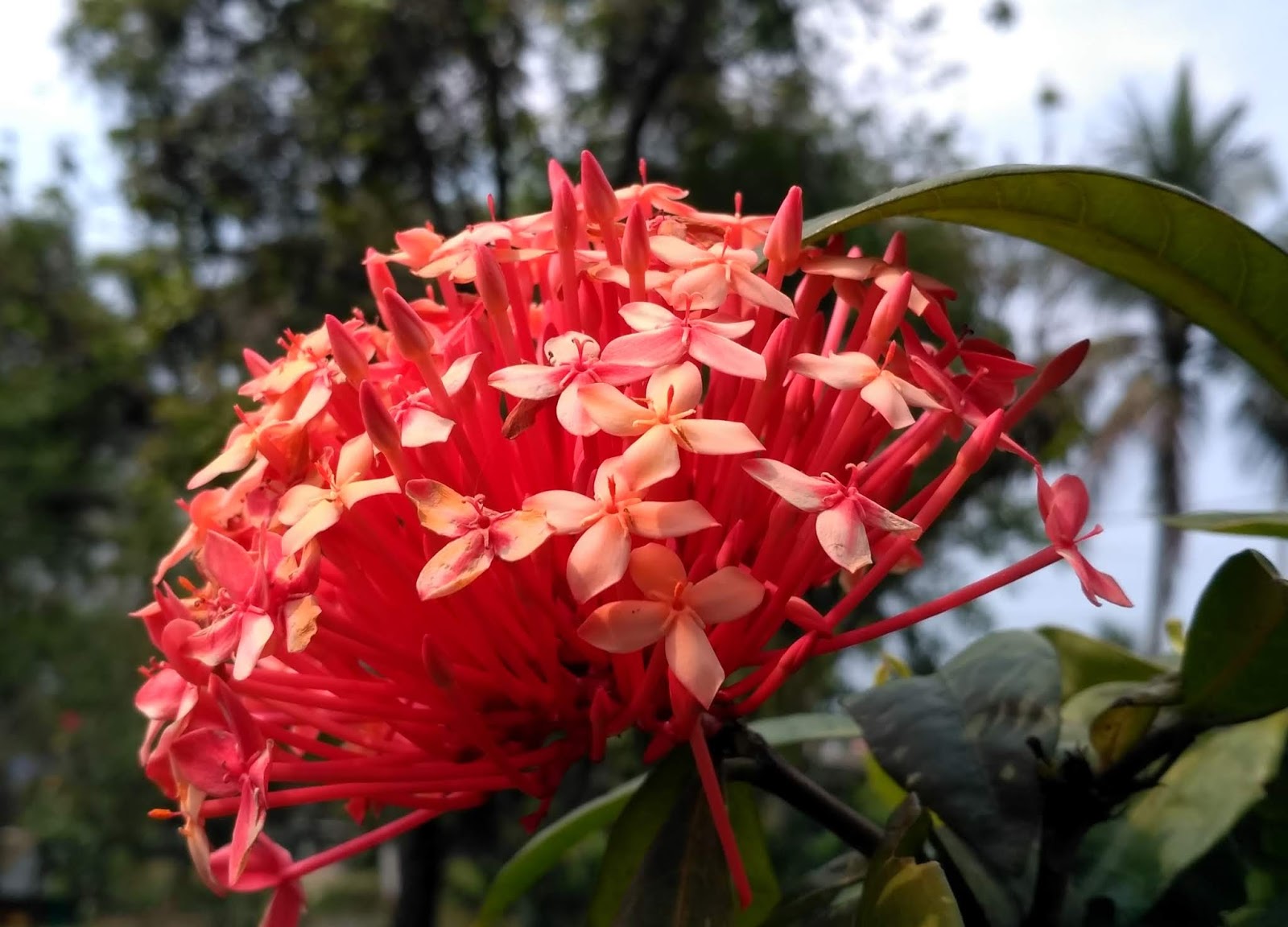 Flora of Assam with scientific names and images