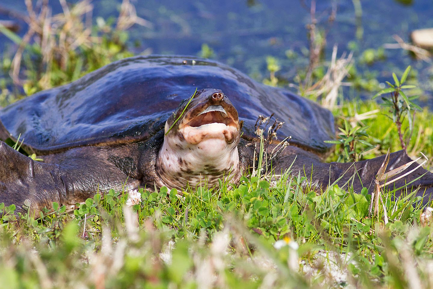 Ann Brokelman Photography: Soft Shelled Turtle. Florida Jan 2015