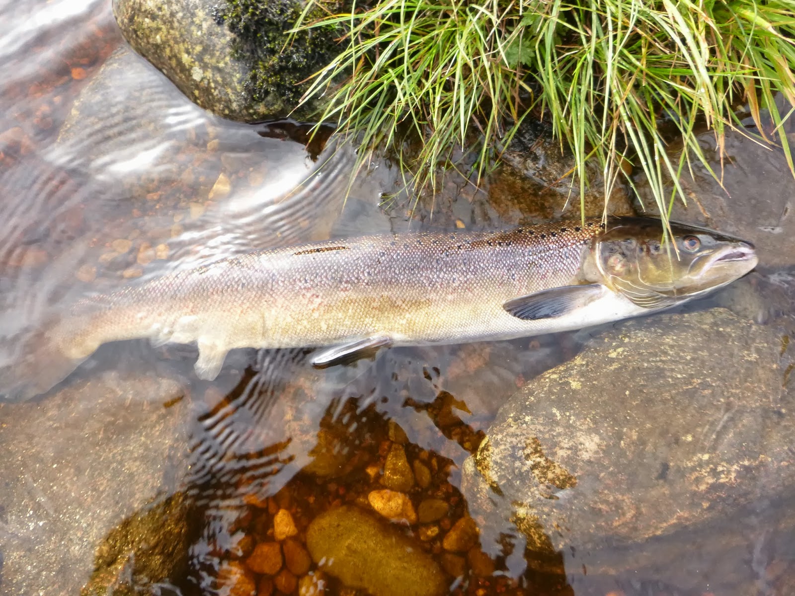 Just One Week: Ambush Tactics - close, personal and a little dirty