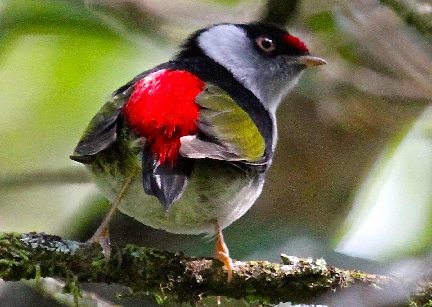Minha Câmera, Seus Pássaros: Tangarazinho (Ilicura militaris) - Pin ...