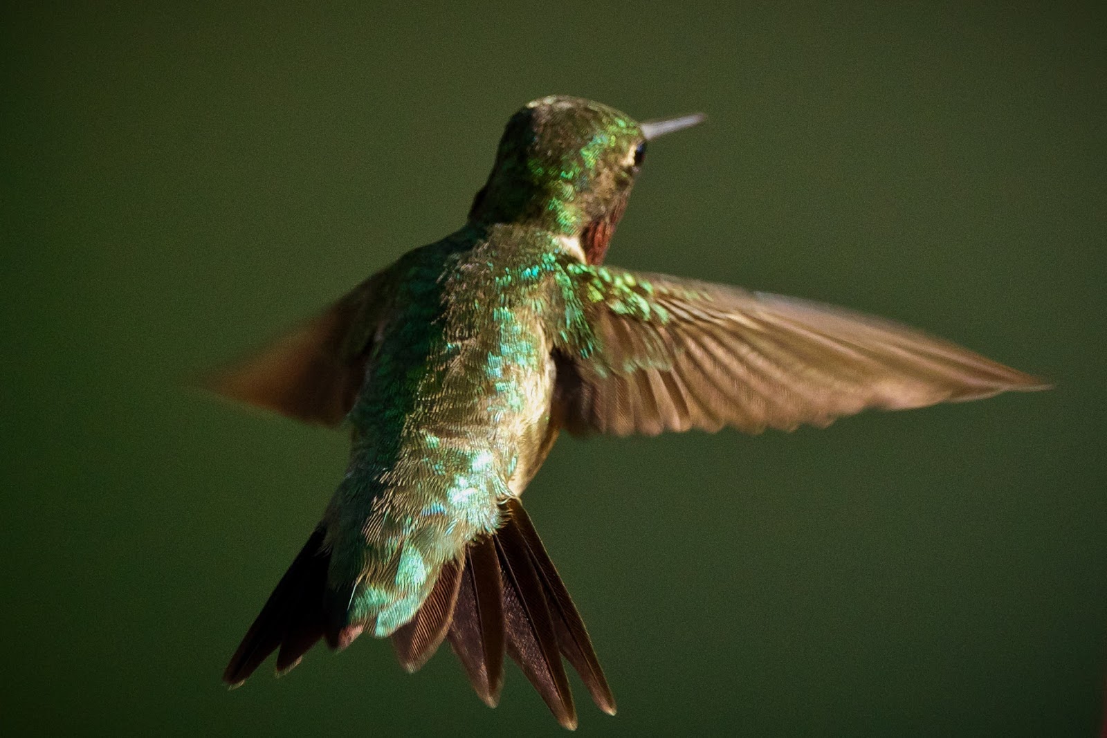 Feather Tailed Stories: Ruby-throated Hummingbird