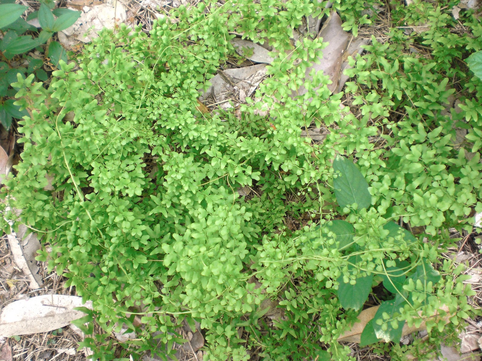 Hani's Precious: Pokok Ribu-Ribu