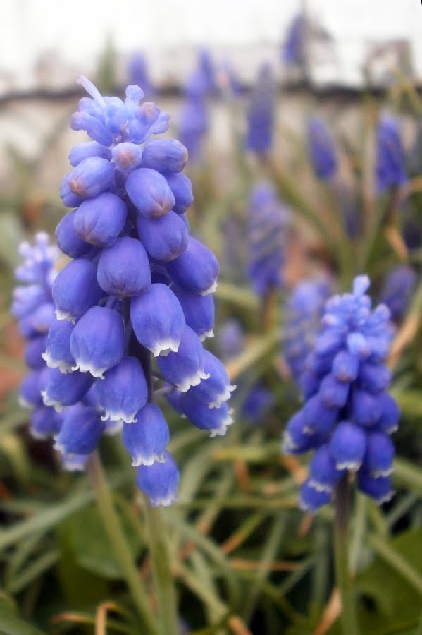 Plants are the Strangest People: Pretty picture: Muscari sp.