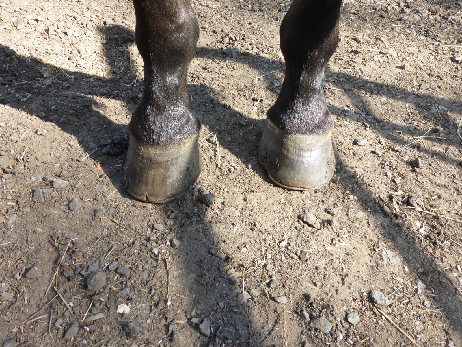 Horse Life and Love: All About .... Foot Conformation.