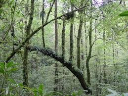 La Biodiversidad Vegetal: La Biodiversidad Vegetal