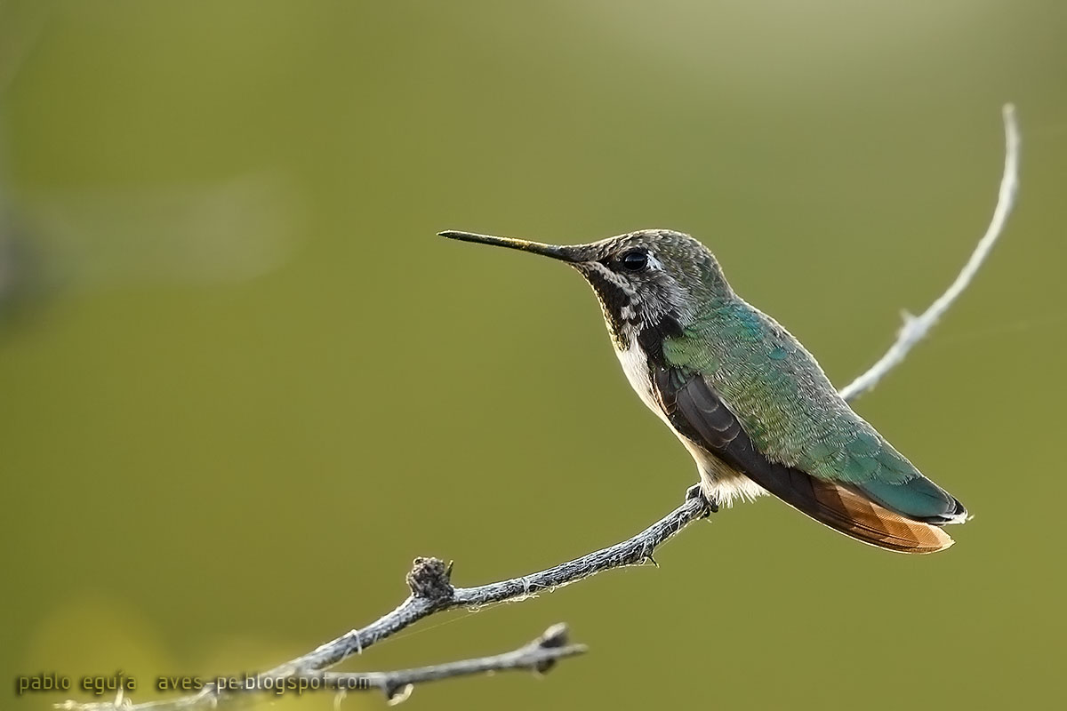 mis fotos de aves: Selasphorus calliope Colibrí Calíope Calliope ...