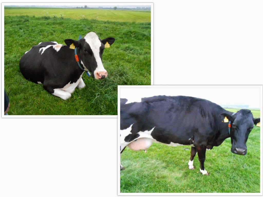 WWAWWW: Engherkaderoute Montfoort Linschoten