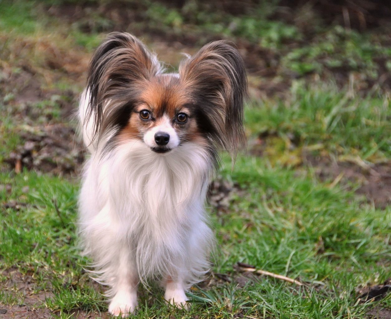 Road's End Papillons : 3 Day old Papillon Puppies