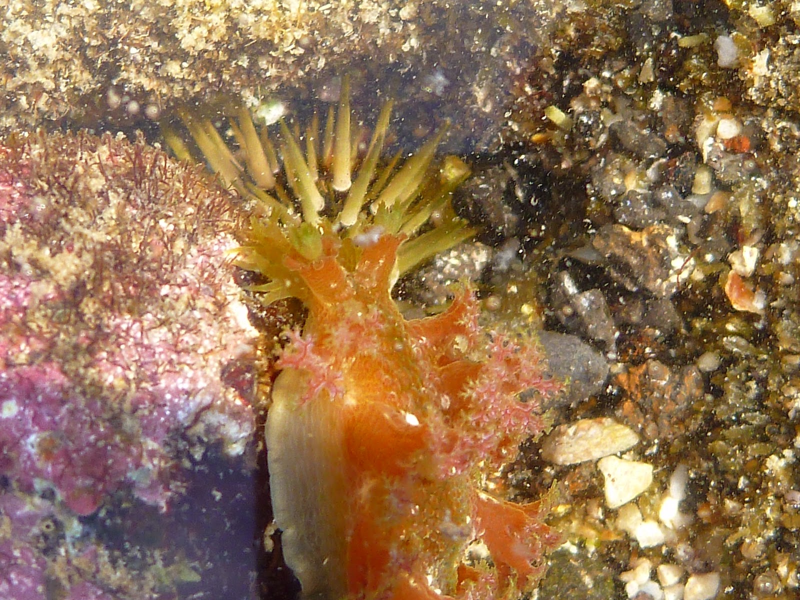 Buzz's Marine Life of Puget Sound: Escape from Puget Sound
