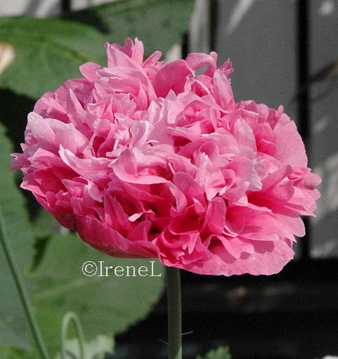 Blomster-tips: Vallmo ettårig, Papaver