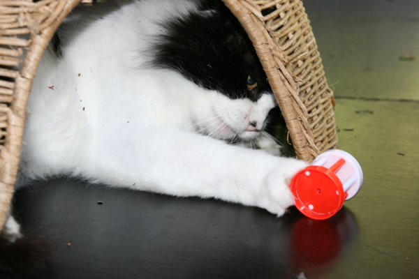 KATTEHERBERGET: Fine katter