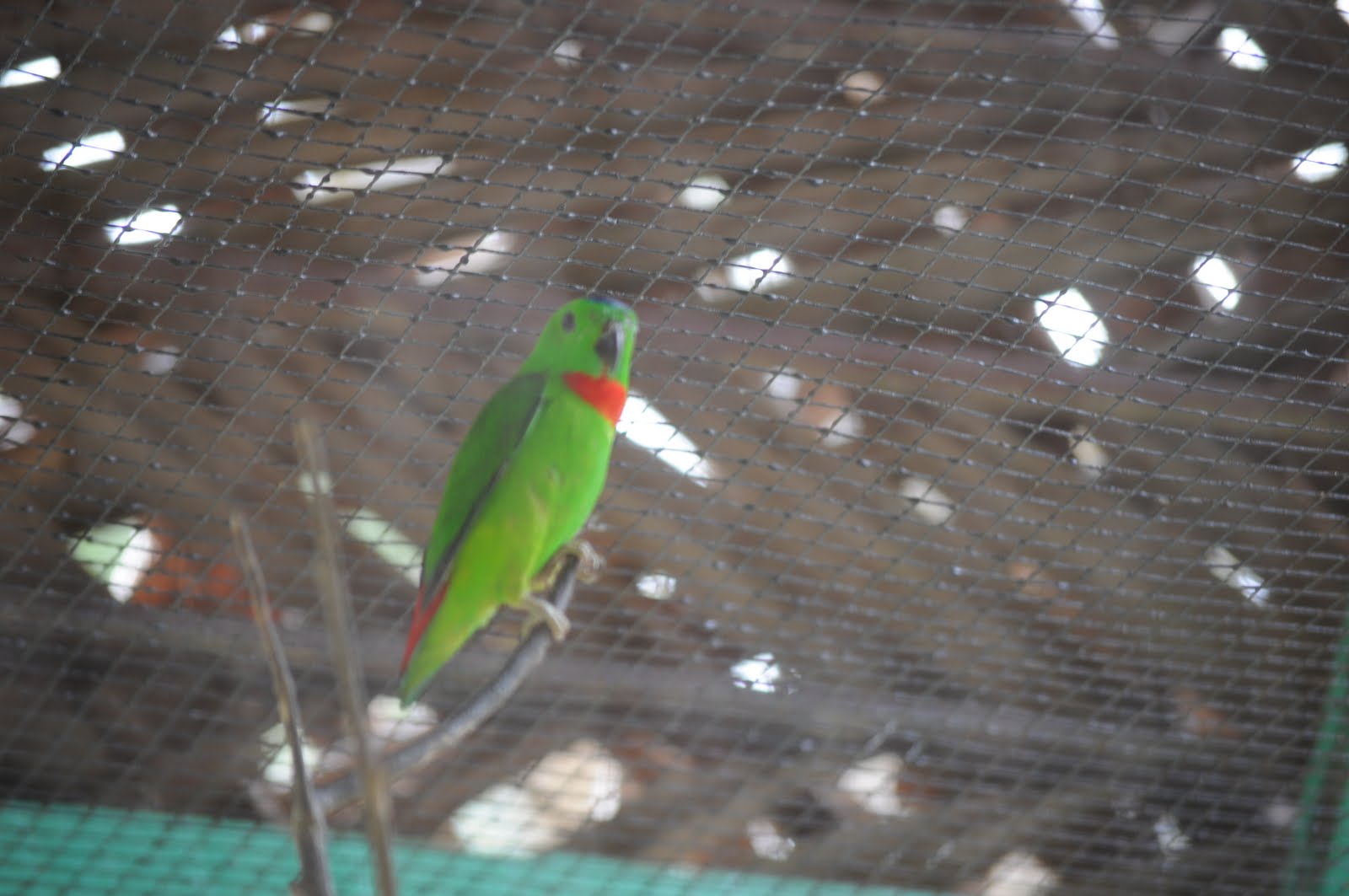 Crocodile Farm: CROCODILE FARM IN MIRI, SARAWAK