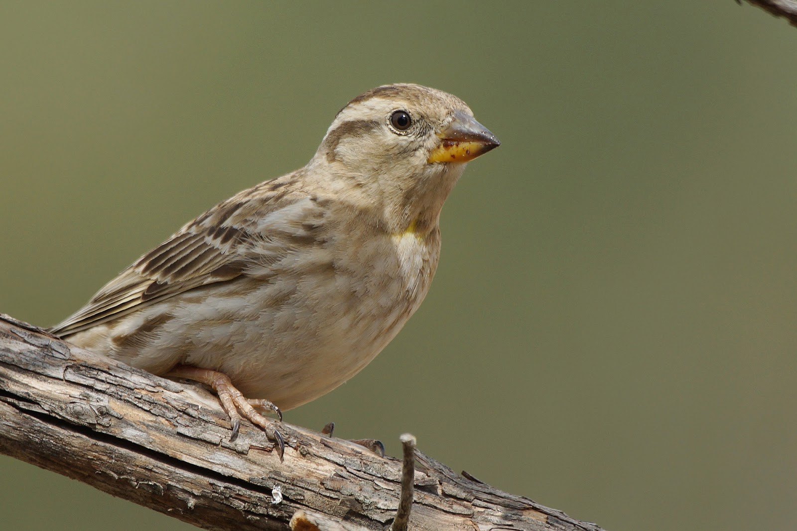 Pasión por las aves: Gorrión chillón.(Petronia petronia)