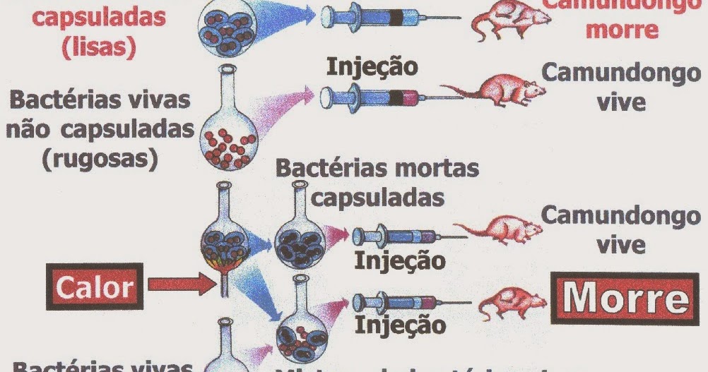 Biotecnologia - O DNA Pela Vida: O Experimento De Avery, MacLeod e McCarty