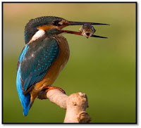 Oceanía: "Cinco Continentes En Uno": Fauna De Oceanía