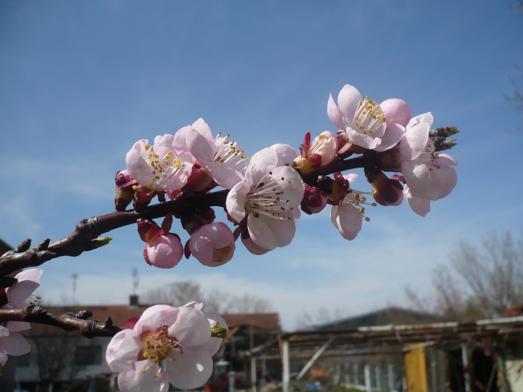 Radica Art Jewelry: Drvece koje cveta