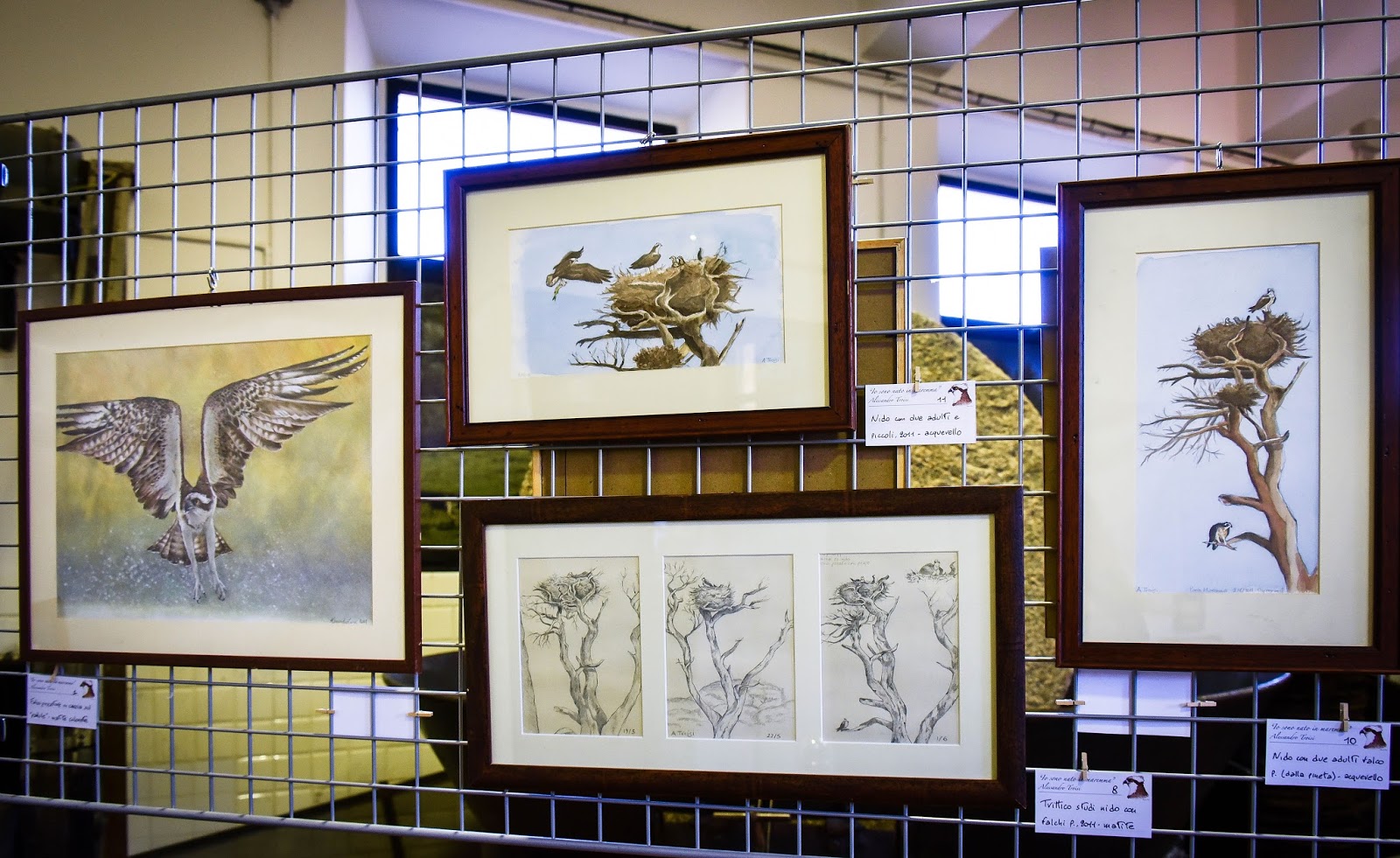 Alessandro Troisi - Osprey's illustrator