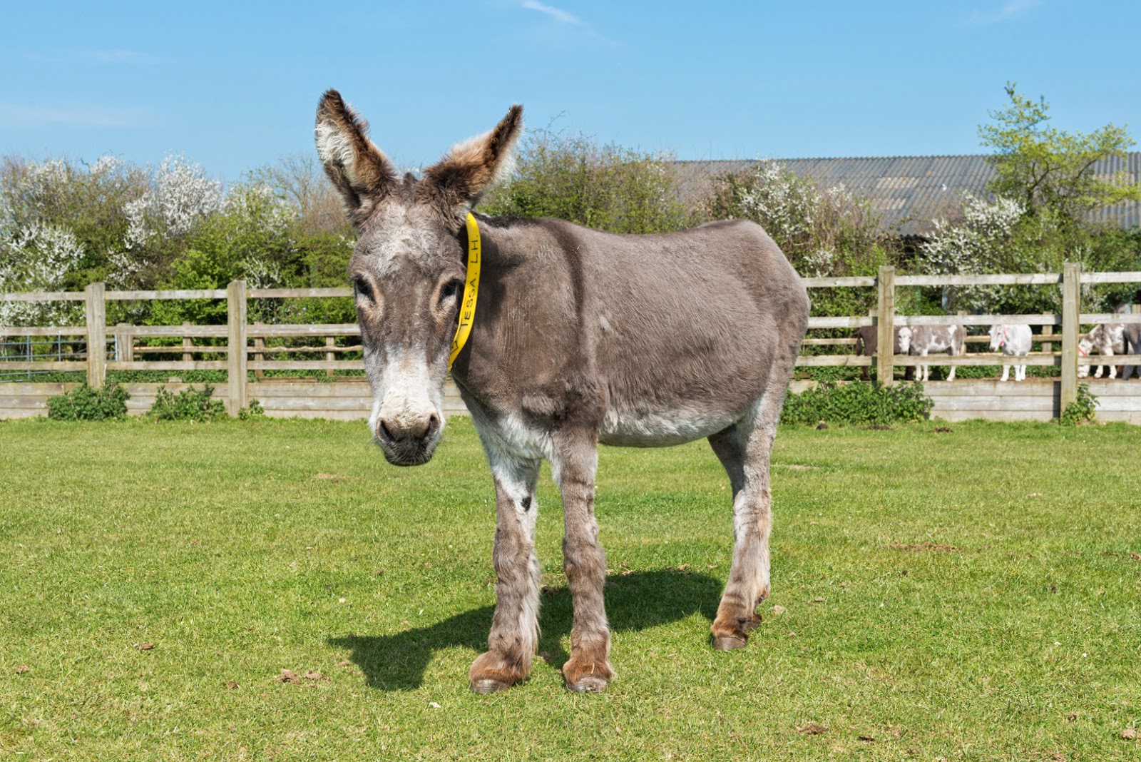 Actual Colour: Britain's Oldest Donkey - Tessa 50 years old!