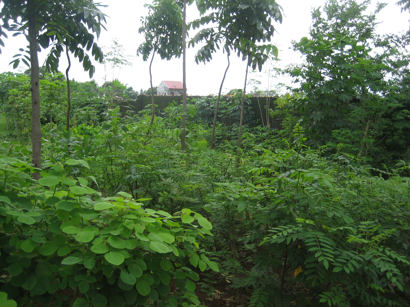 Crusor Natural Farming System: Our Feed Garden