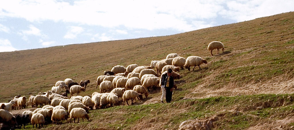 God Meets Ball: When Shepherds Eat Their Sheep