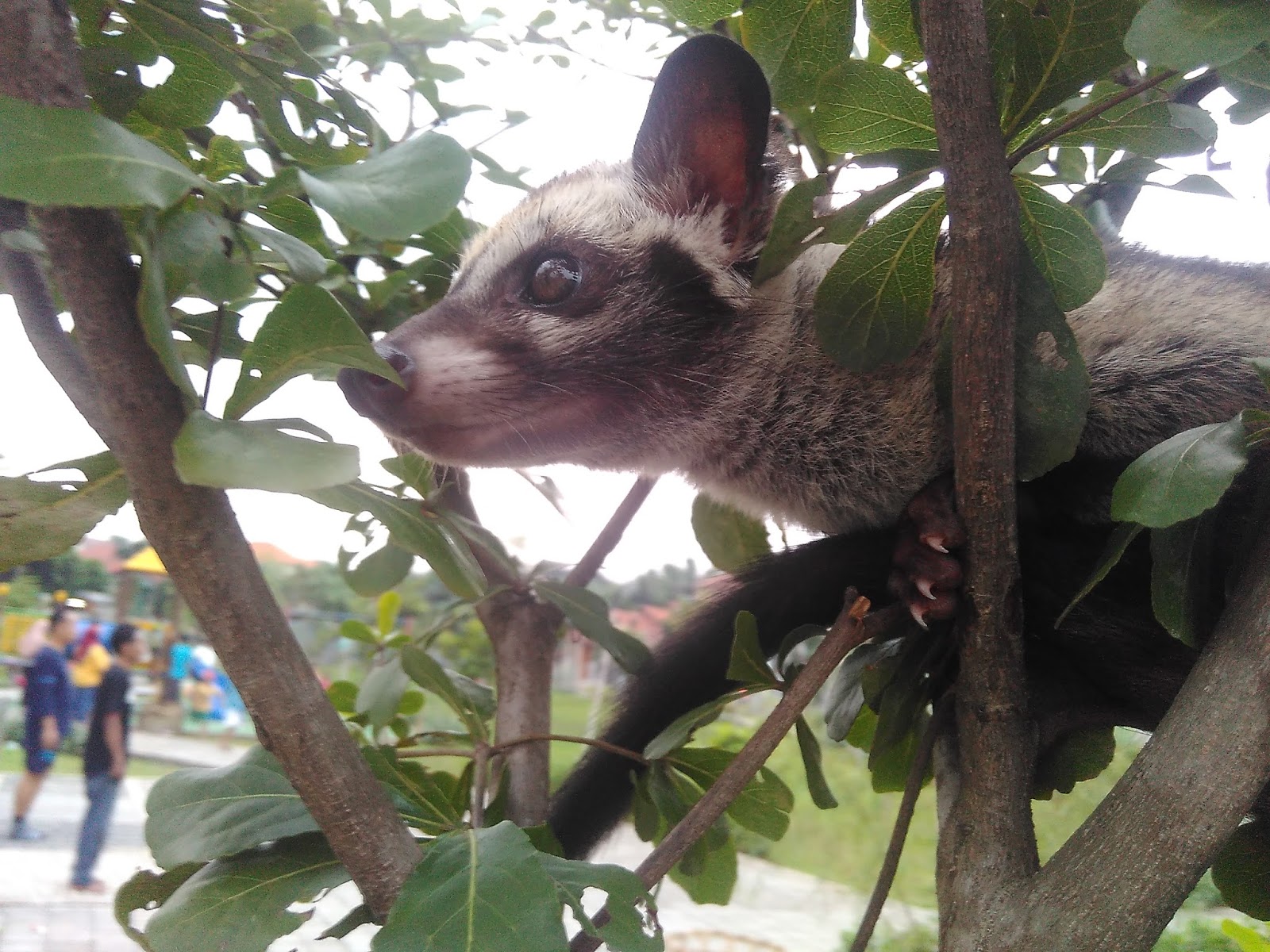 Musang Pandan - Seputar Dunia Musang