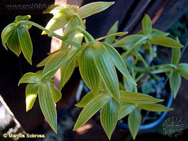 EXPOR ORQUIDEAS.COM: Clowesia - Mormode - Cycnoches